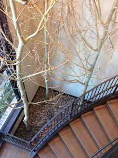 Decorative Aspen Poles