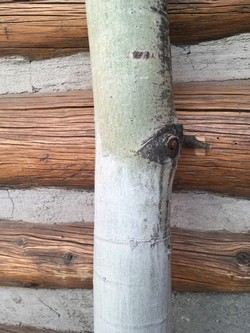 Decorative Aspen Poles