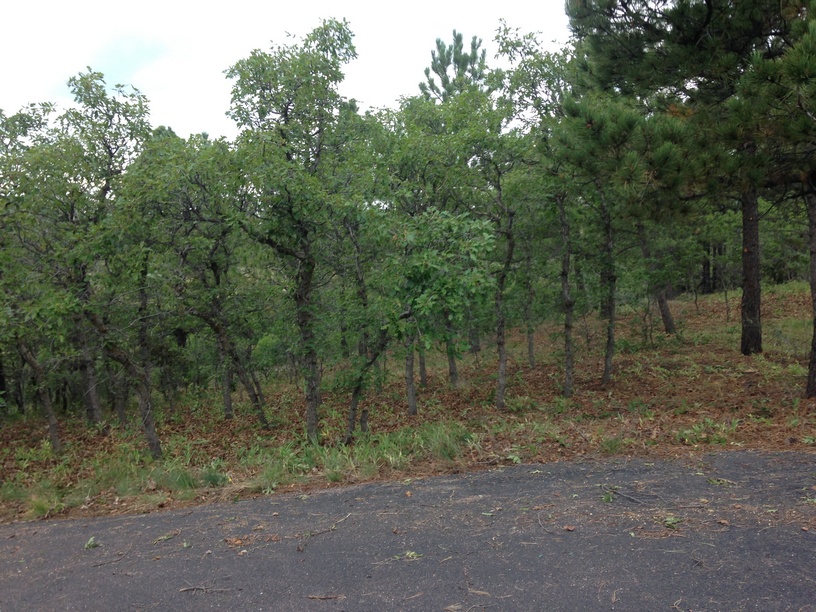 Fire Mitigation Services